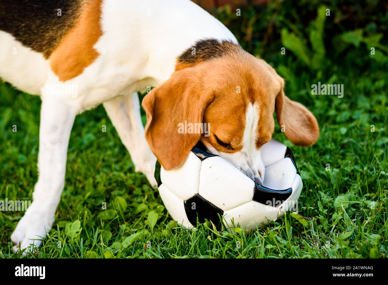 Beagle dog on grass playing with ball summer day Stock Photo - Alamy