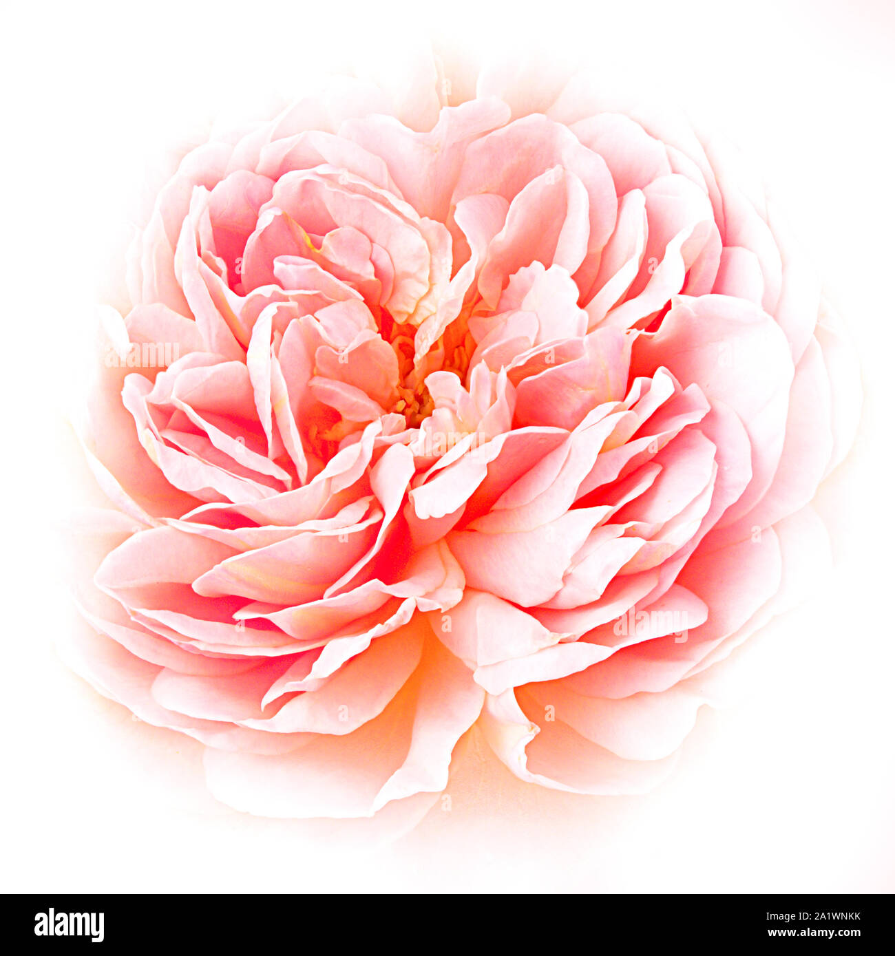 Pinc hi-res stock photography and images - Alamy