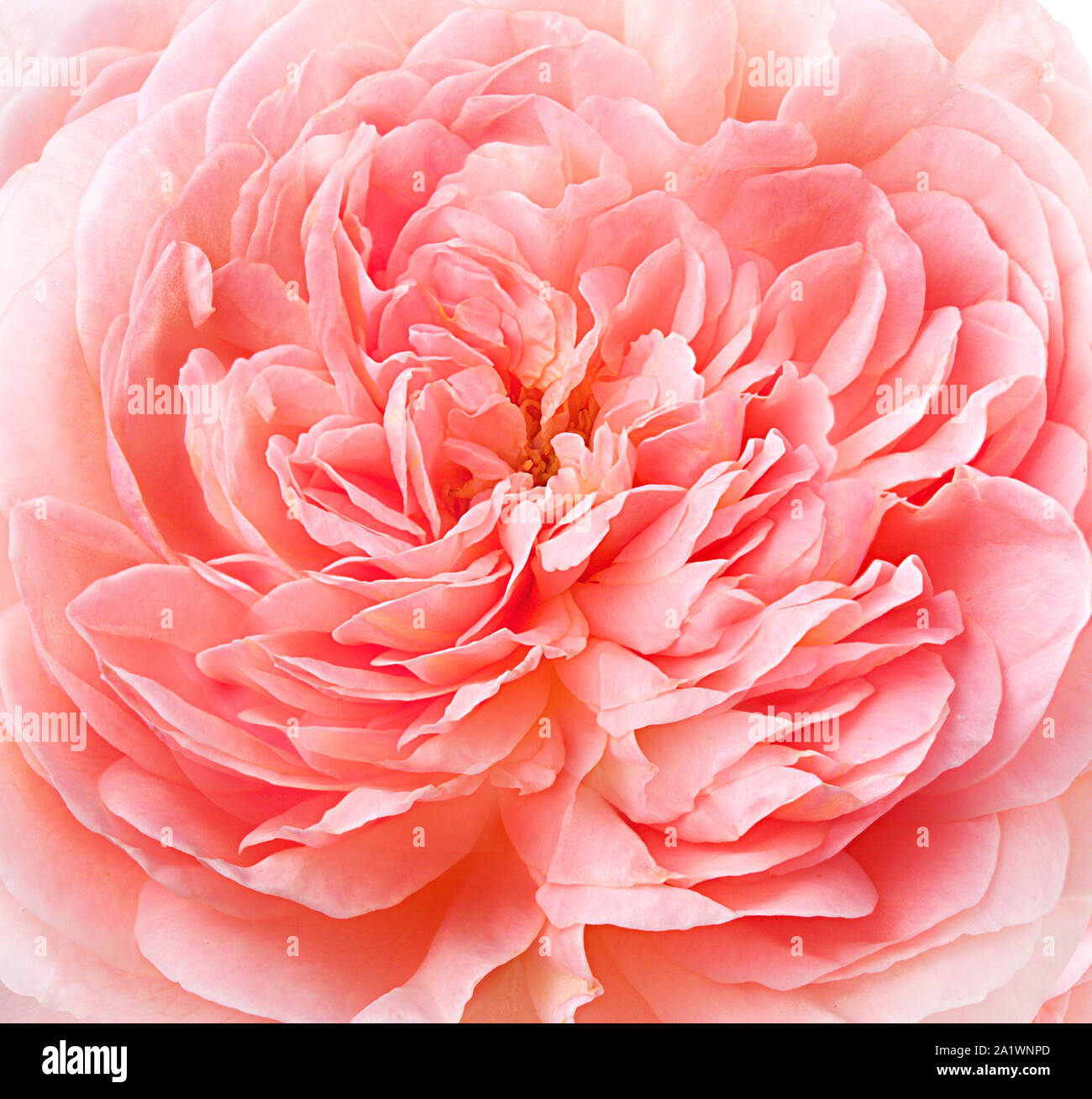 Pinc hi-res stock photography and images - Alamy