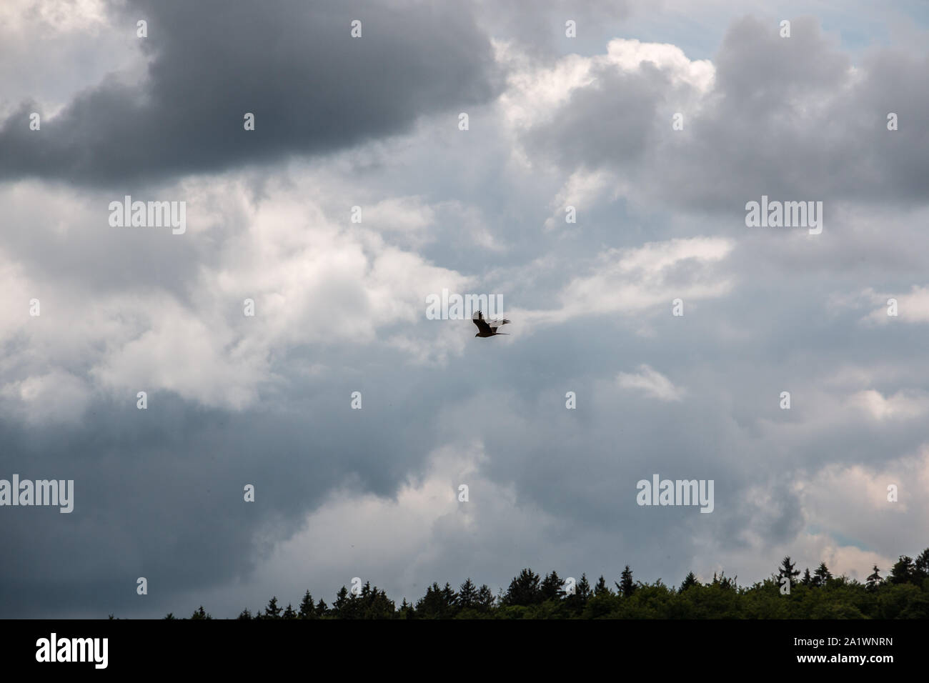 Flying raptor in the cloudy sky above the forest Stock Photo - Alamy