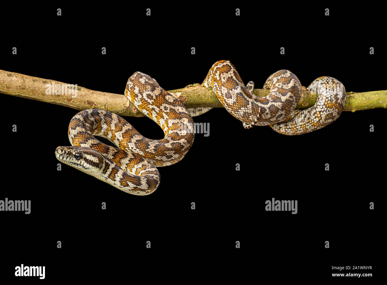 Venomous snake eyes hi-res stock photography and images - Alamy