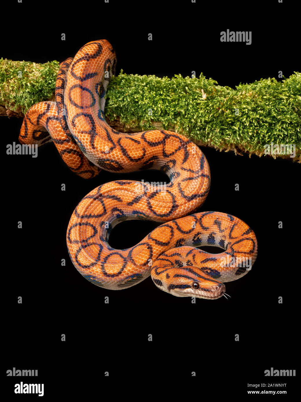Brazilian rainbow boa Stock Photo - Alamy