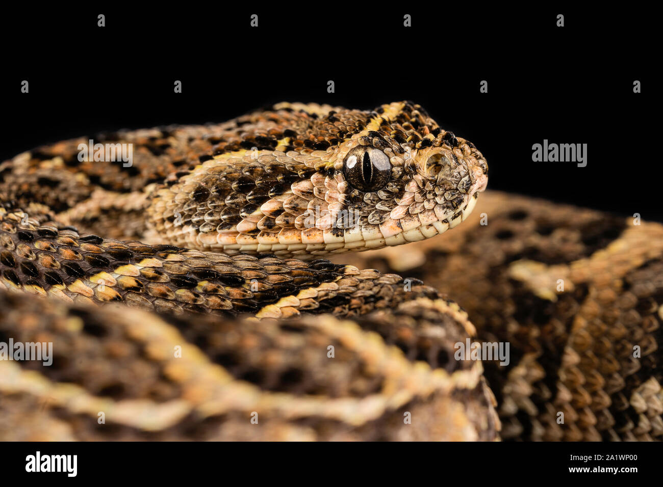 Snake photography tips hi-res stock photography and images - Alamy