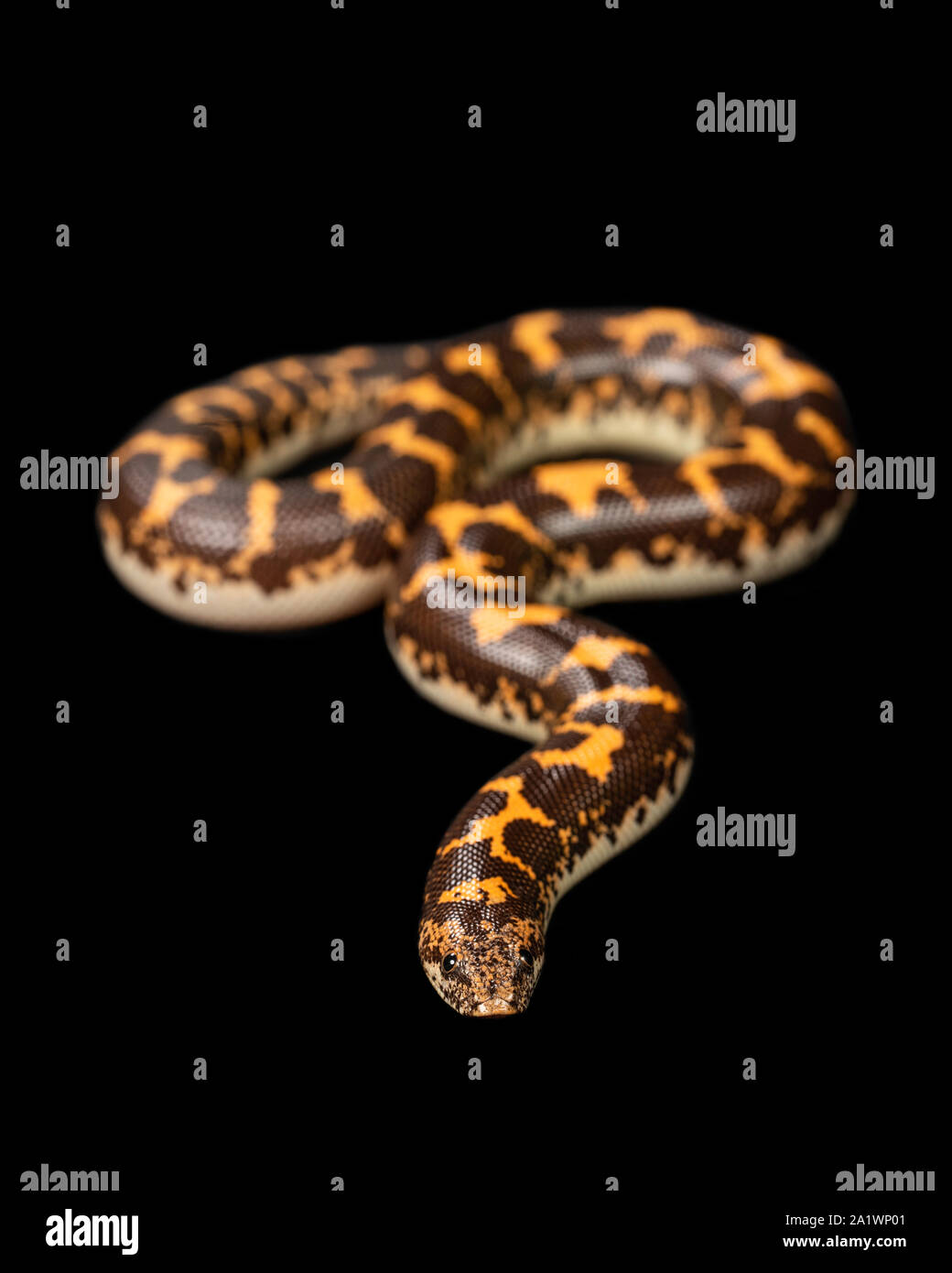 Snake photography tips hi-res stock photography and images - Alamy