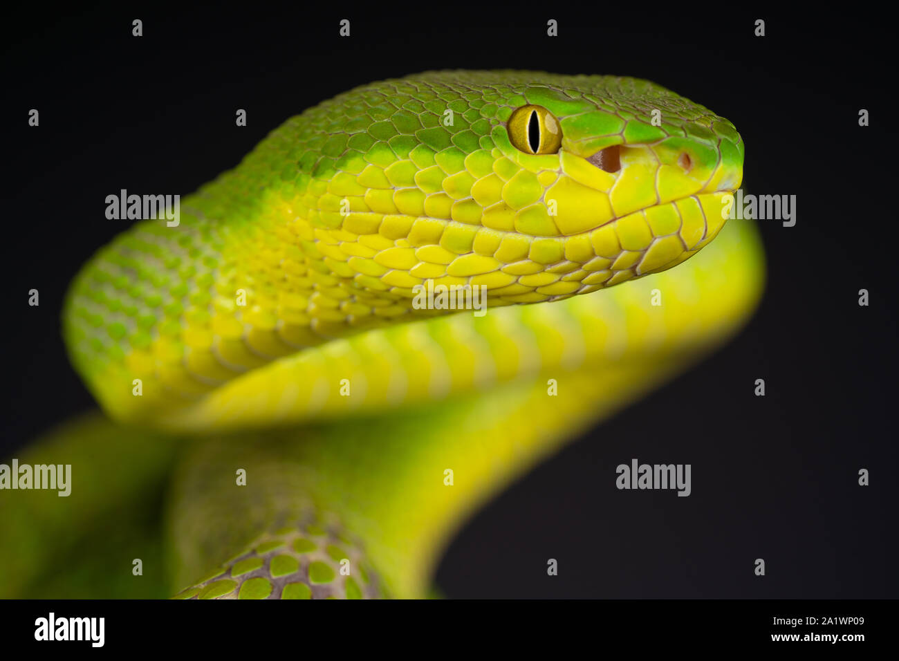 Snake photography tips hi-res stock photography and images - Alamy