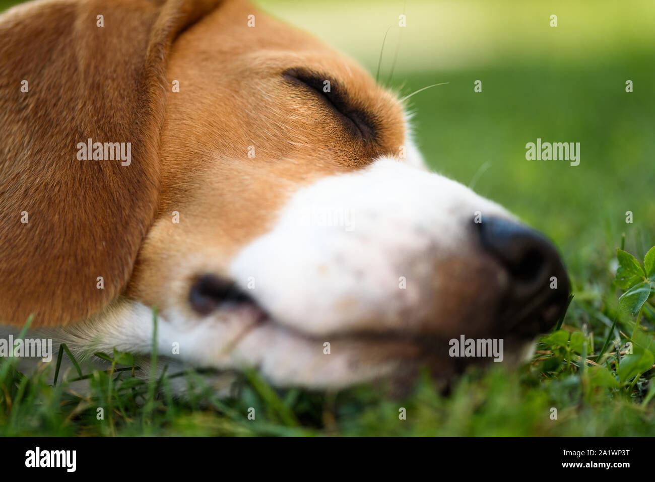 Laying on side hi-res stock photography and images - Alamy