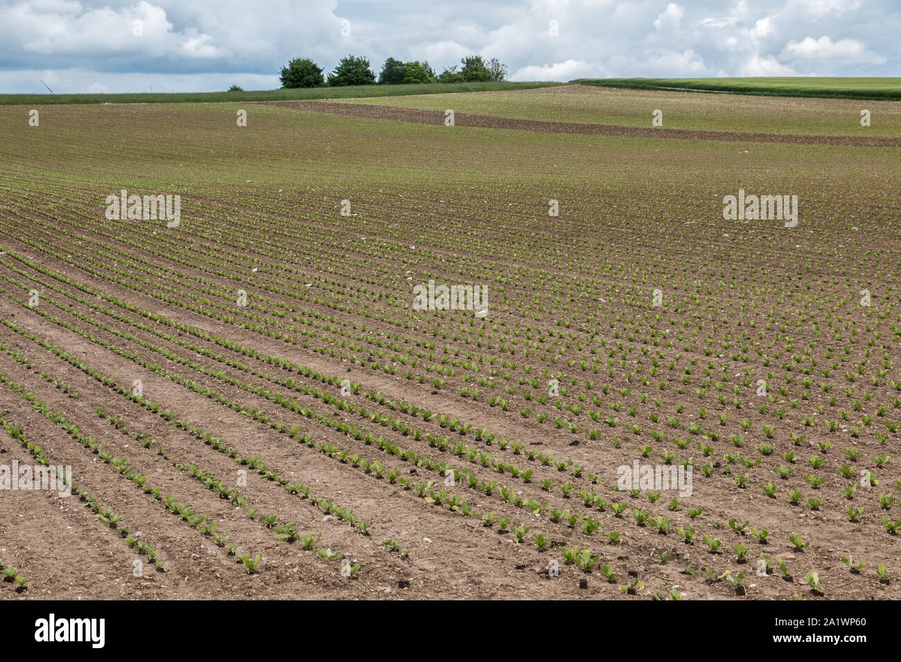 Big grainfields in the middle of the german countryside Stock Photo - Alamy