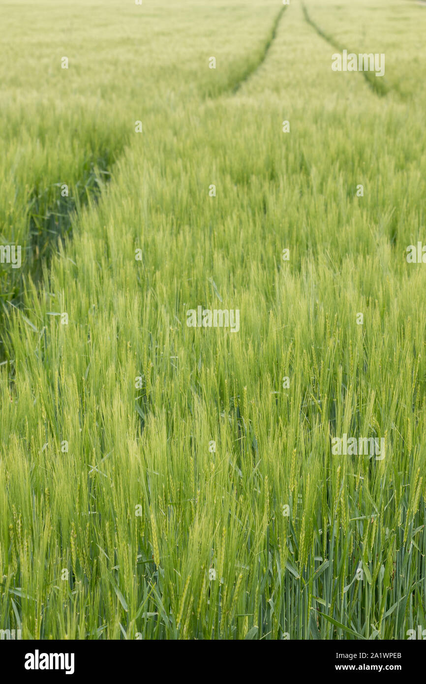 Big grainfields in the middle of the german countryside Stock Photo - Alamy