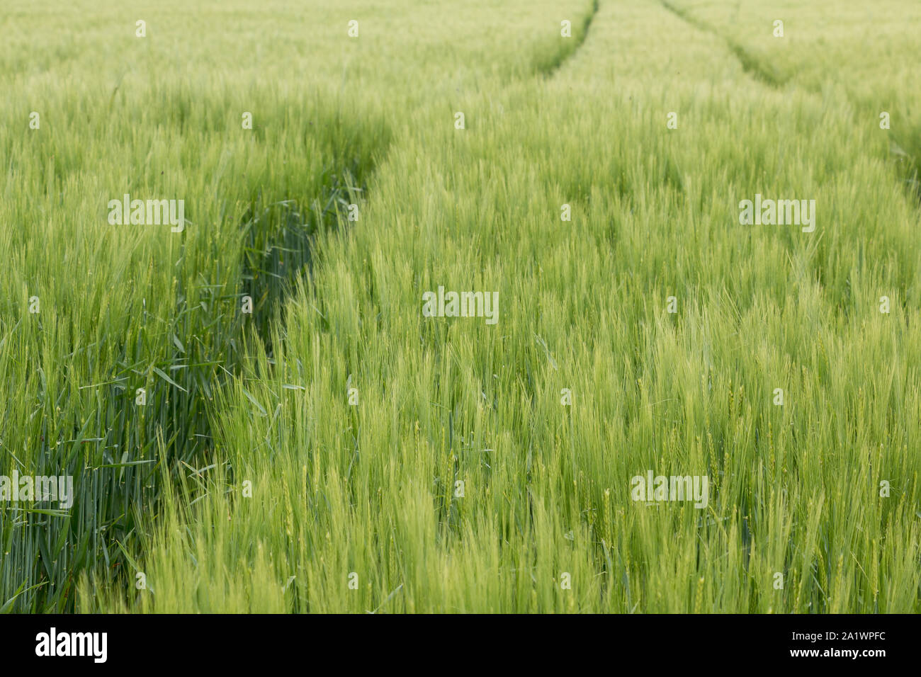 Big grainfields in the middle of the german countryside Stock Photo - Alamy