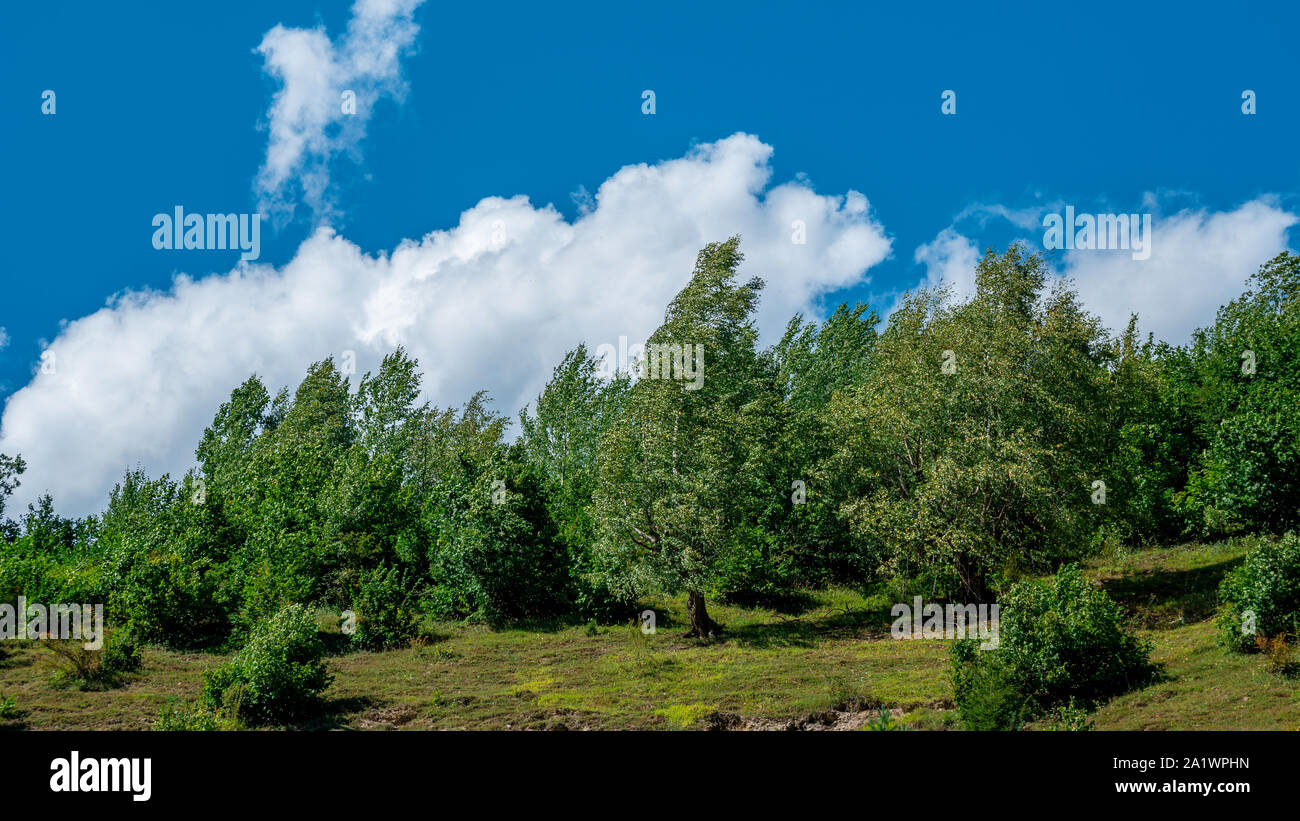 Beautiful forests in the mountains of Svaneti, Georgia. Nature Stock ...