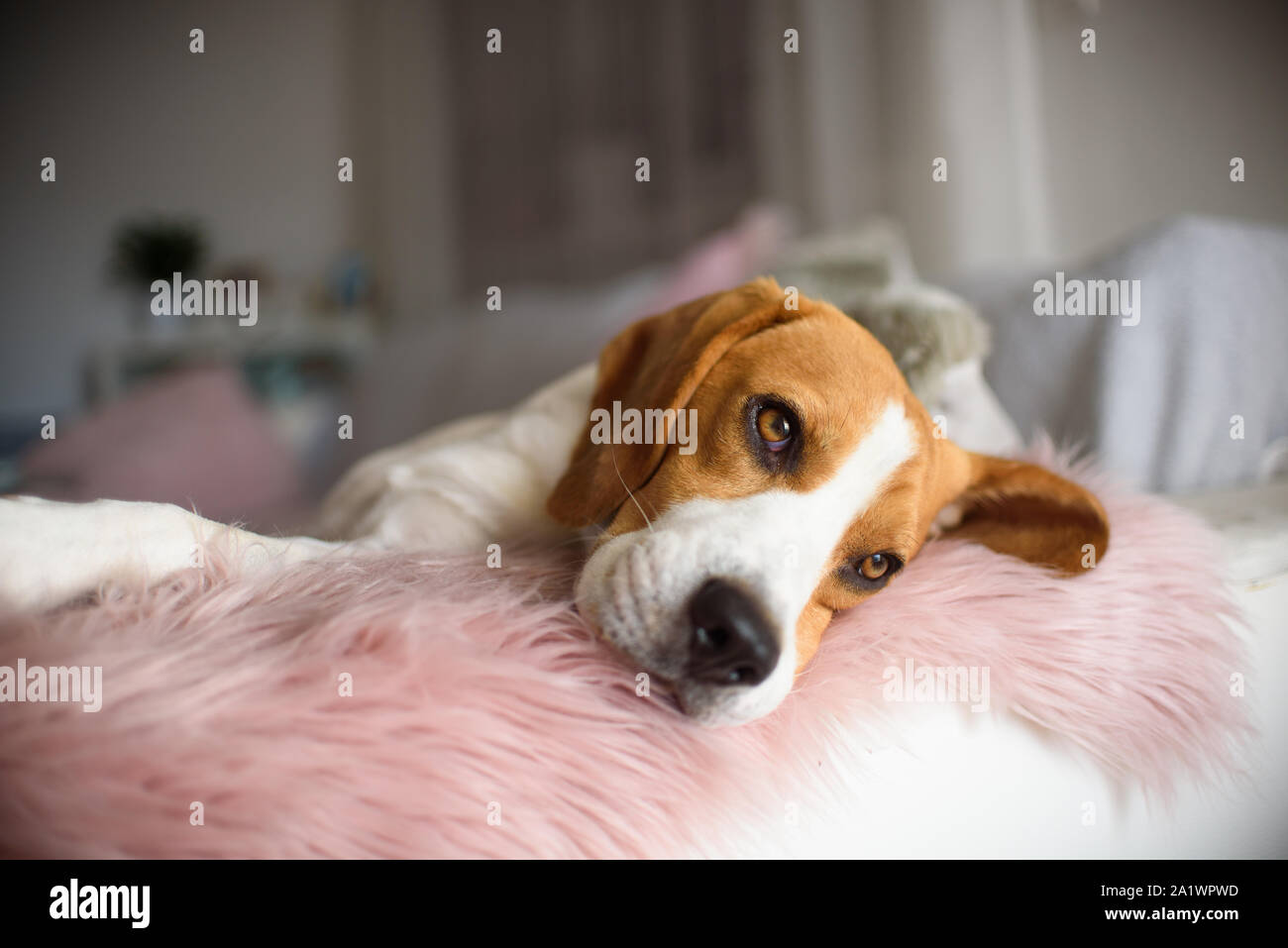 Purebred beagle dog lying on couch sofa in living room Stock Photo - Alamy