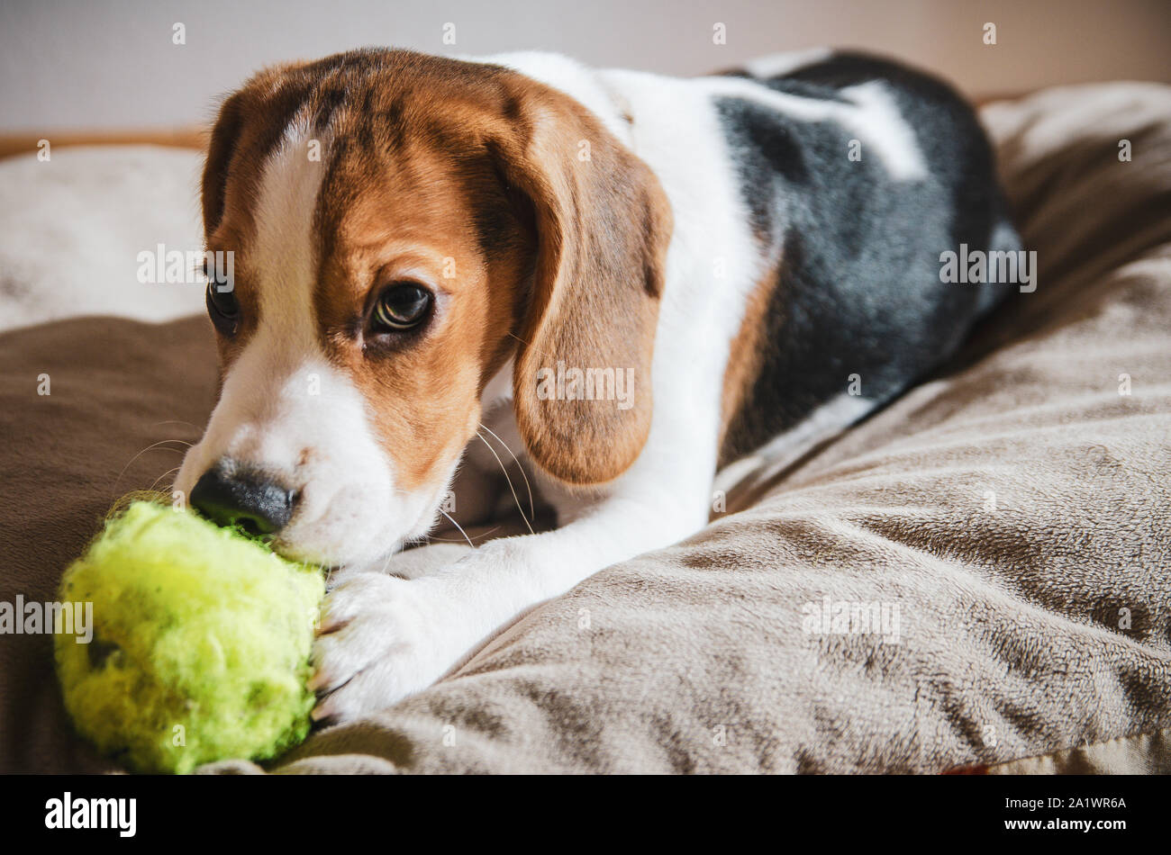 Beagle puppy with ball hi-res stock photography and images - Alamy