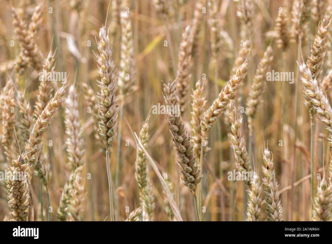 Big grainfields in the middle of the german countryside Stock Photo - Alamy