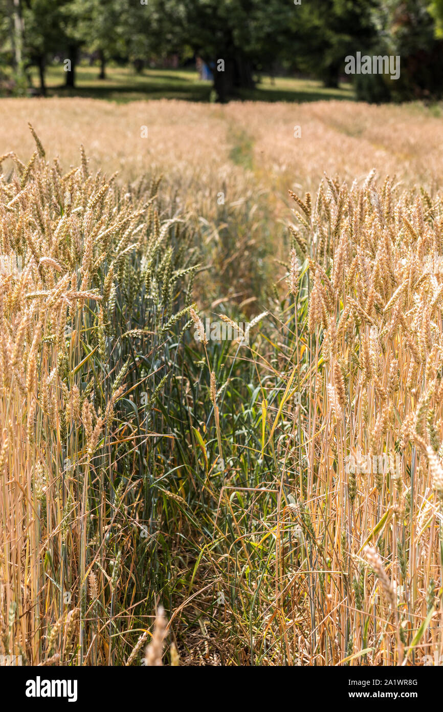 Big grainfields in the middle of the german countryside Stock Photo - Alamy