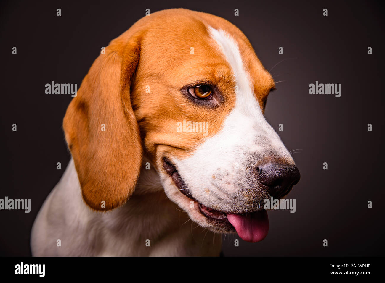 Black Beagle Greyhound Mix