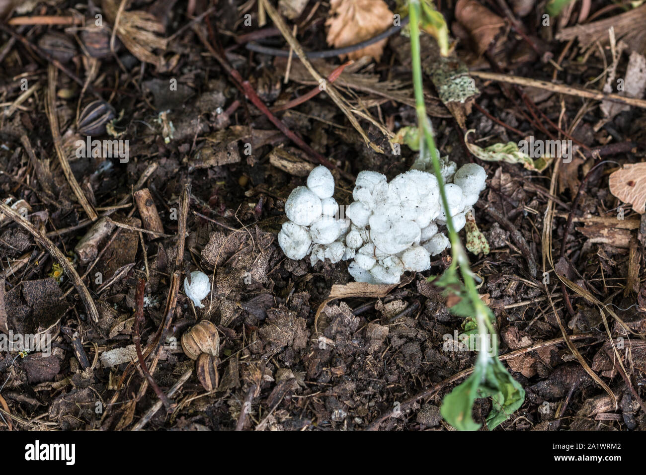 White plastics or styrofoam thrown away in nature Stock Photo - Alamy
