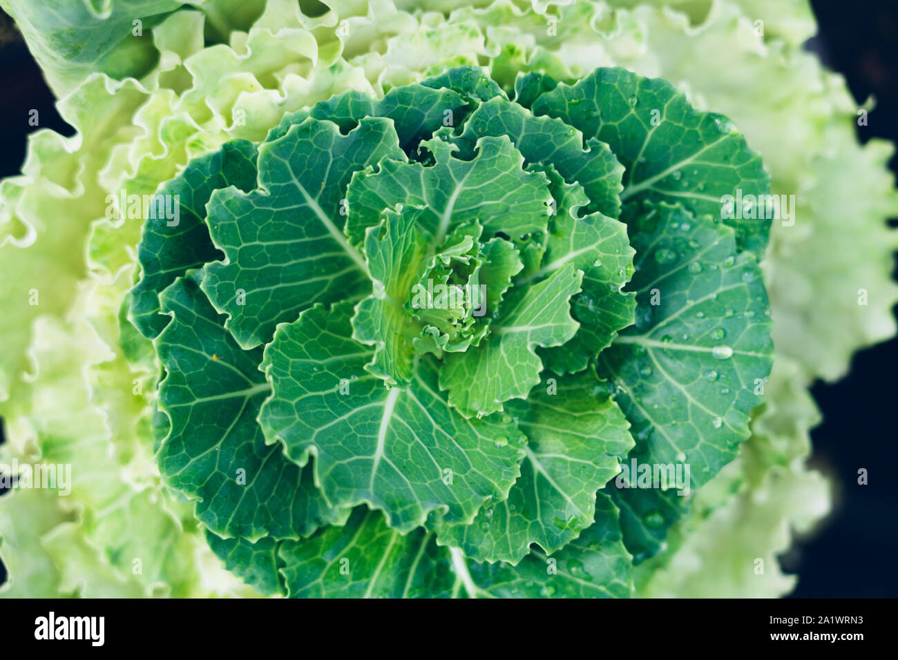 Planting vegetables for sale, produce healthy vegetables. Green leafy ...