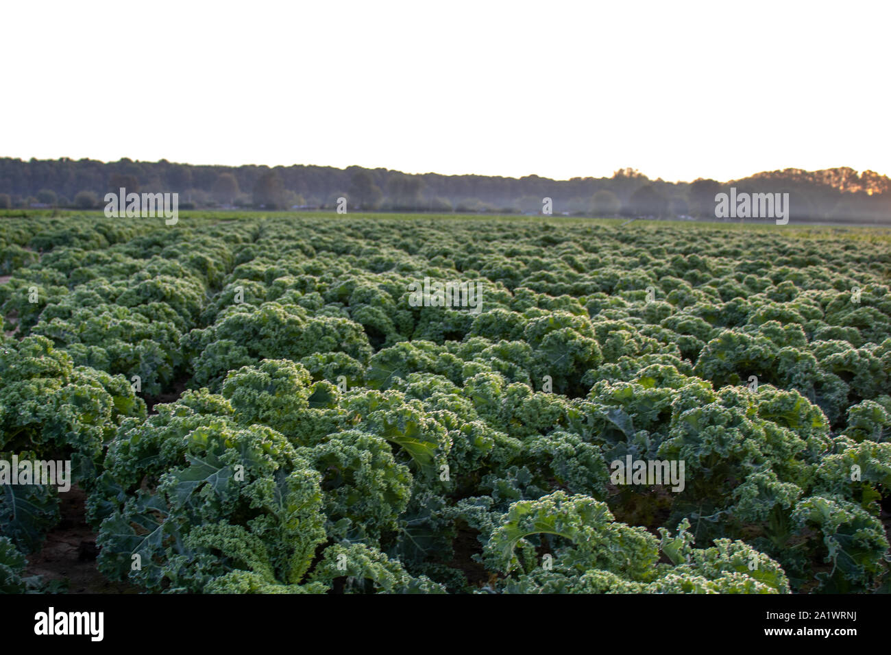 Kale field hi-res stock photography and images - Alamy