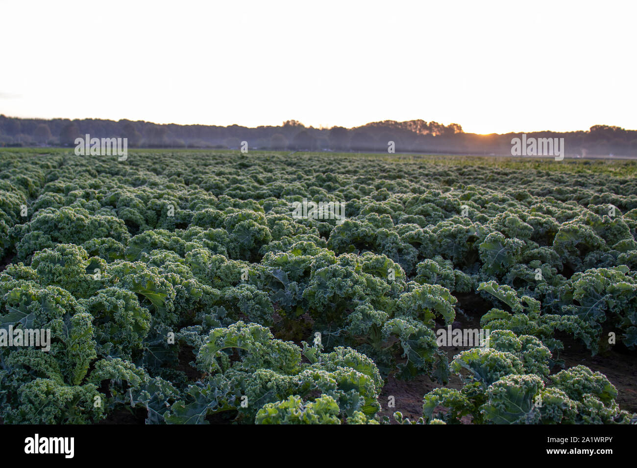 Kale field hi-res stock photography and images - Alamy