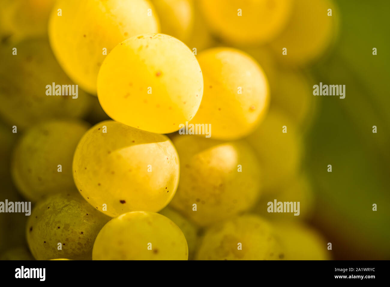 White grape in a vineyard during autumn Stock Photo - Alamy