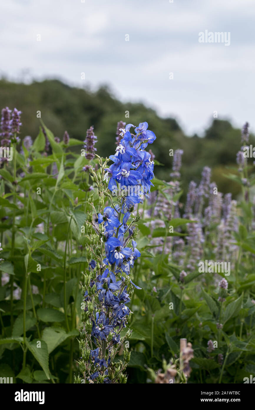 Blue flower in the middle of the wildflower meadow Stock Photo - Alamy