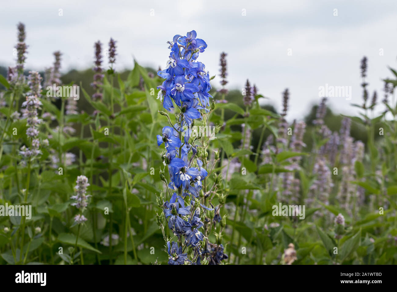 Blue flower in the middle of the wildflower meadow Stock Photo - Alamy