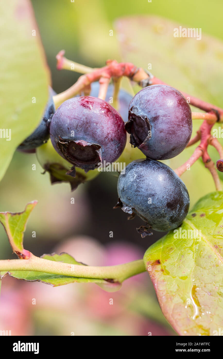 Big huckleberries and green leaves in the green garden Stock Photo - Alamy
