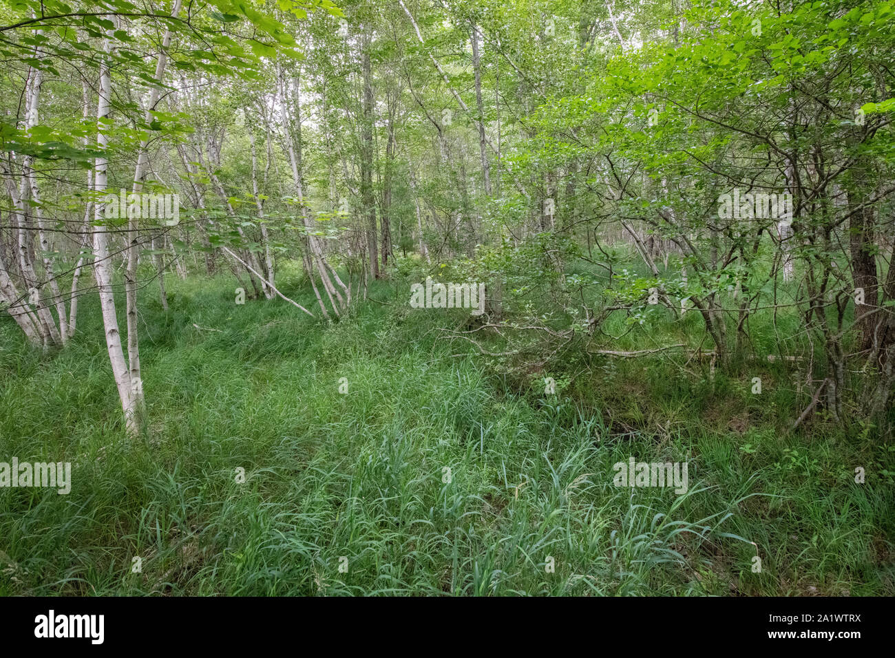 Trees and High Grass Stock Photo - Alamy