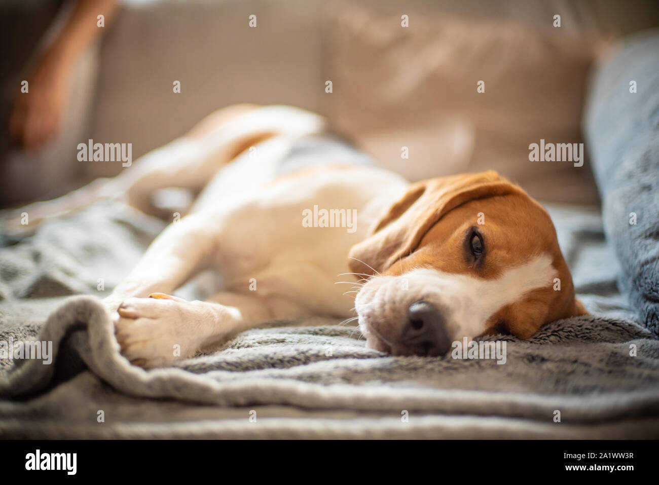Beagle dog portrait lie on a couch Stock Photo - Alamy