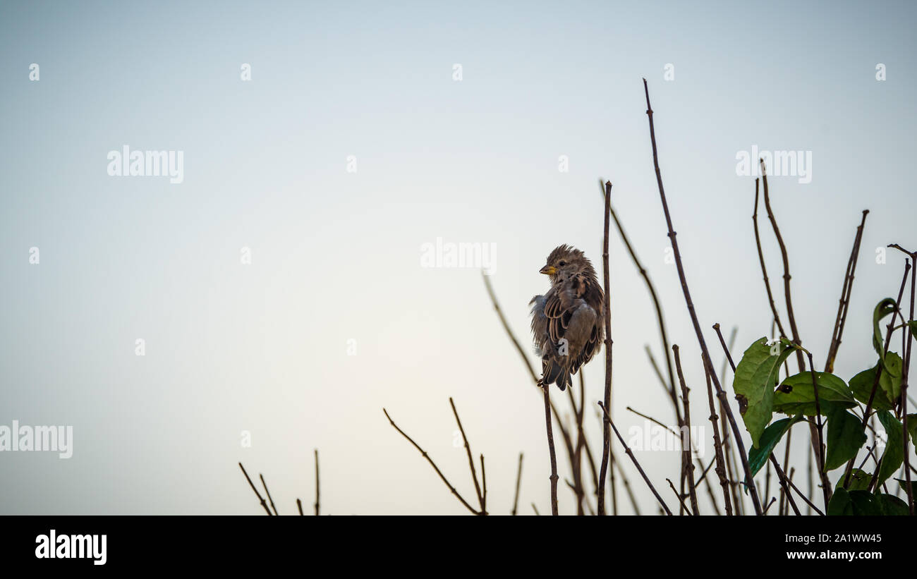 Bird at the tip of tree hi-res stock photography and images - Alamy