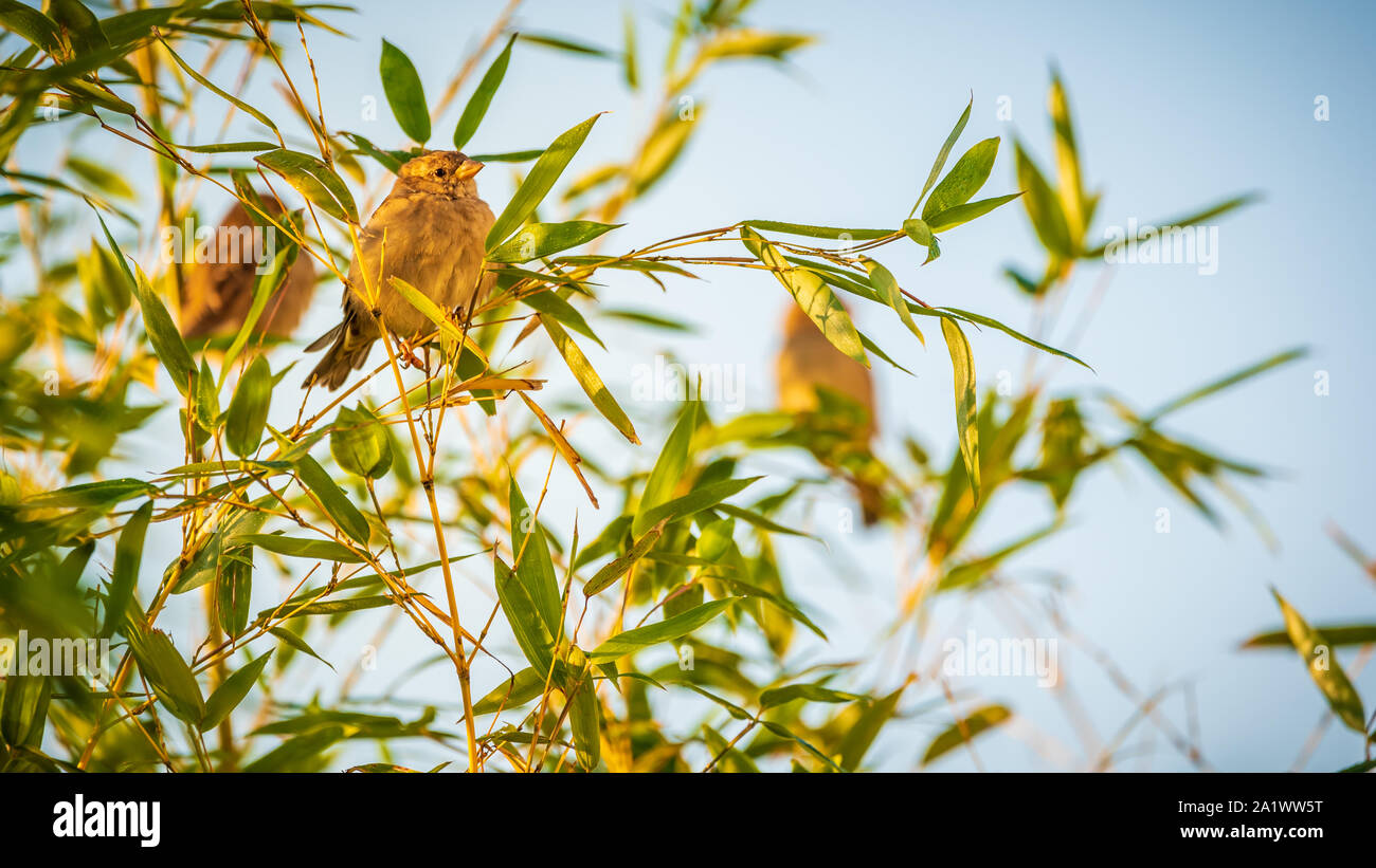 Sparrows birds on a bamboo tree in sun Stock Photo - Alamy