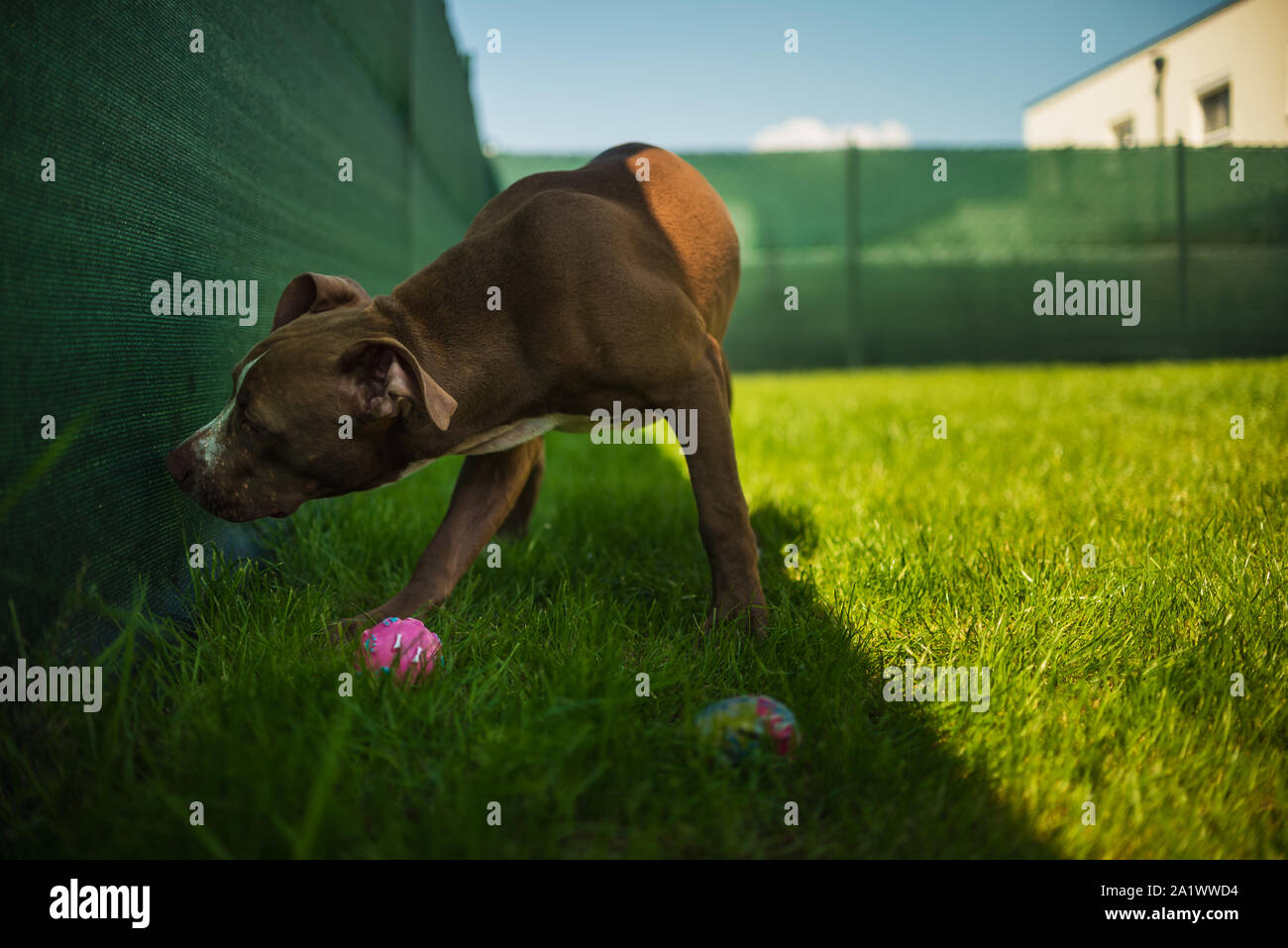 Young Staffordshire having lying in a garden on a green grass Stock ...