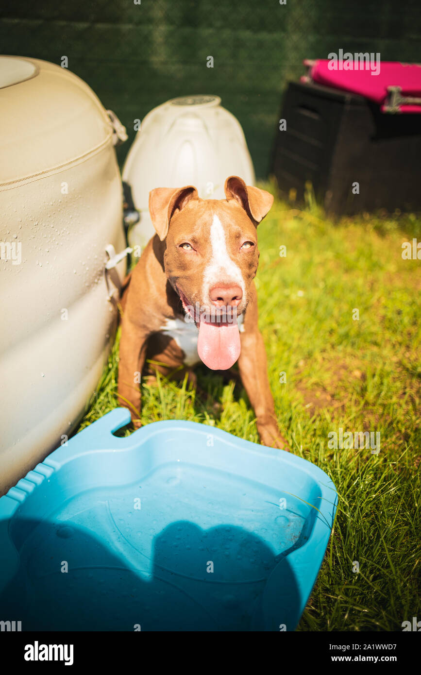Young Staffordshire having lying in a garden on a green grass Stock ...