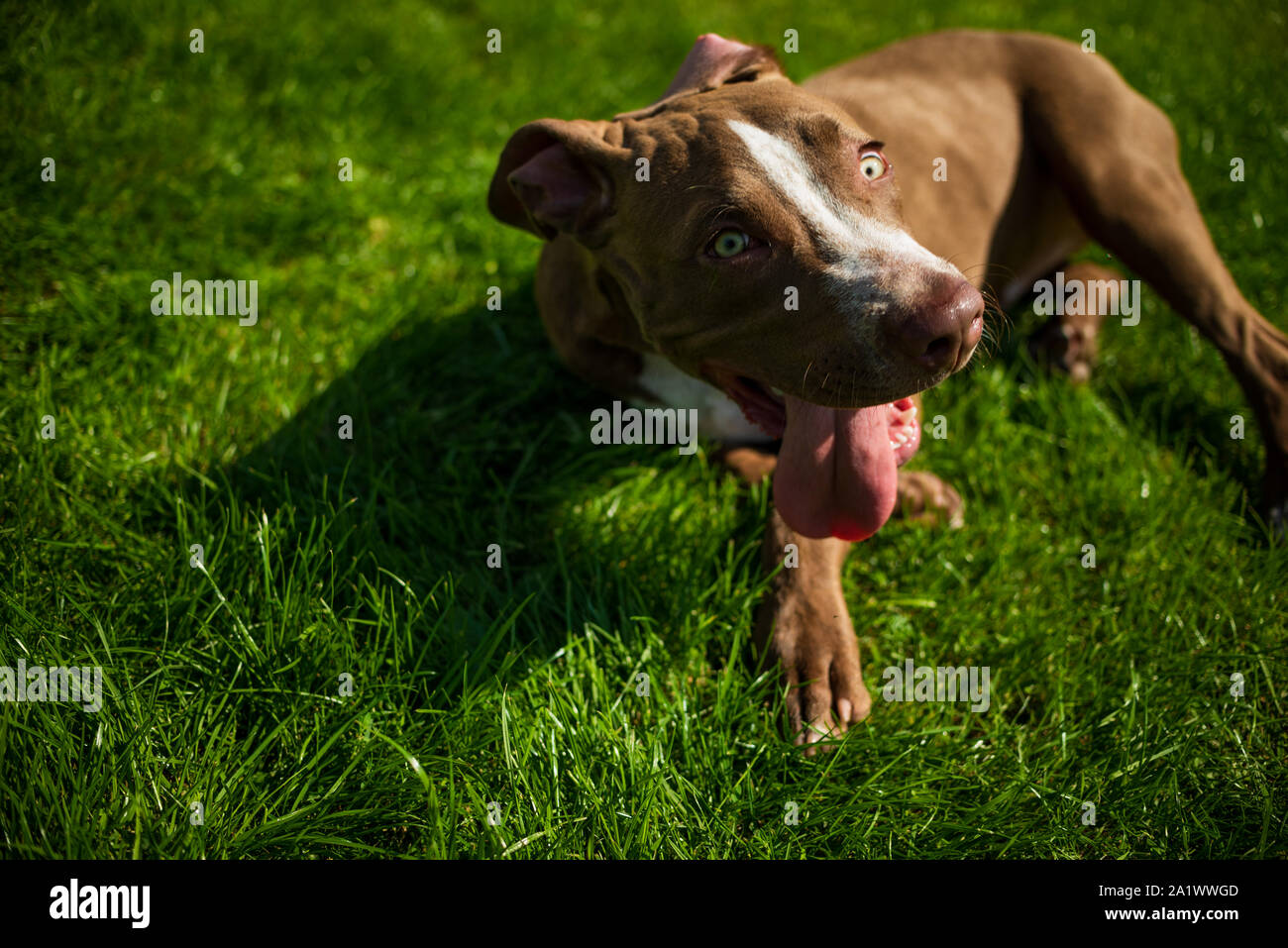 Young Staffordshire having lying in a garden on a green grass Stock ...
