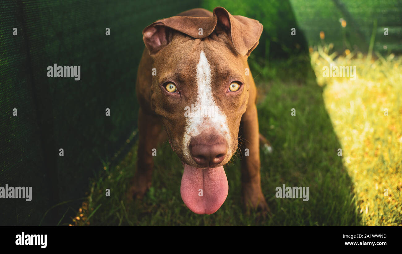 Pit bull staring at camera hi-res stock photography and images - Alamy