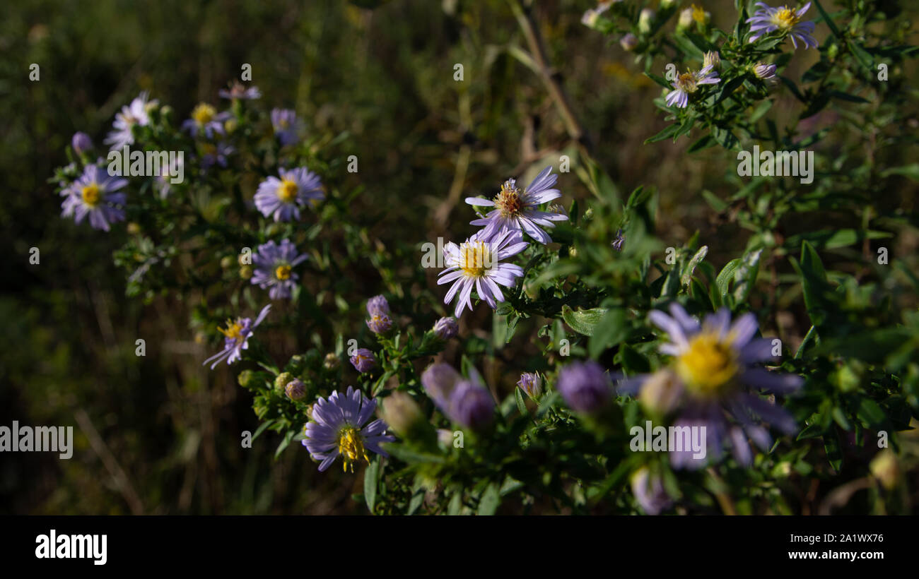 Group of flowers swaying in the wind Stock Photo - Alamy