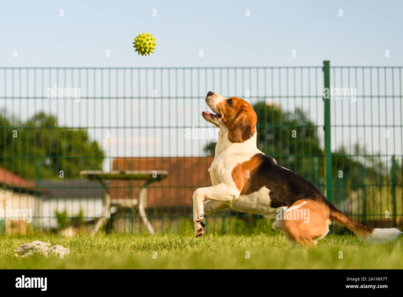 Dog run Beagle fun and jumping Stock Photo - Alamy