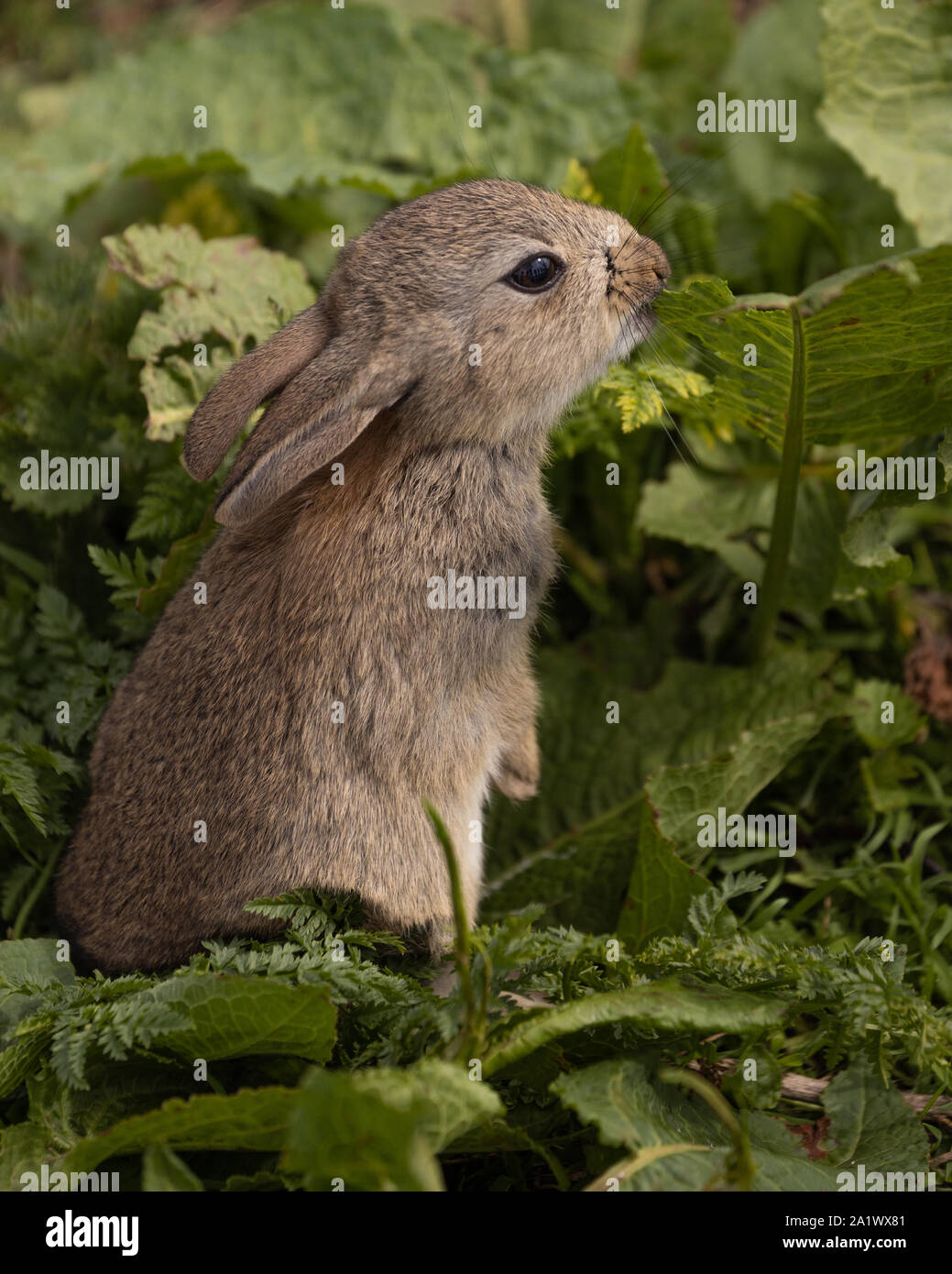 Rabbit Islands Stock Photos & Rabbit Islands Stock Images - Alamy