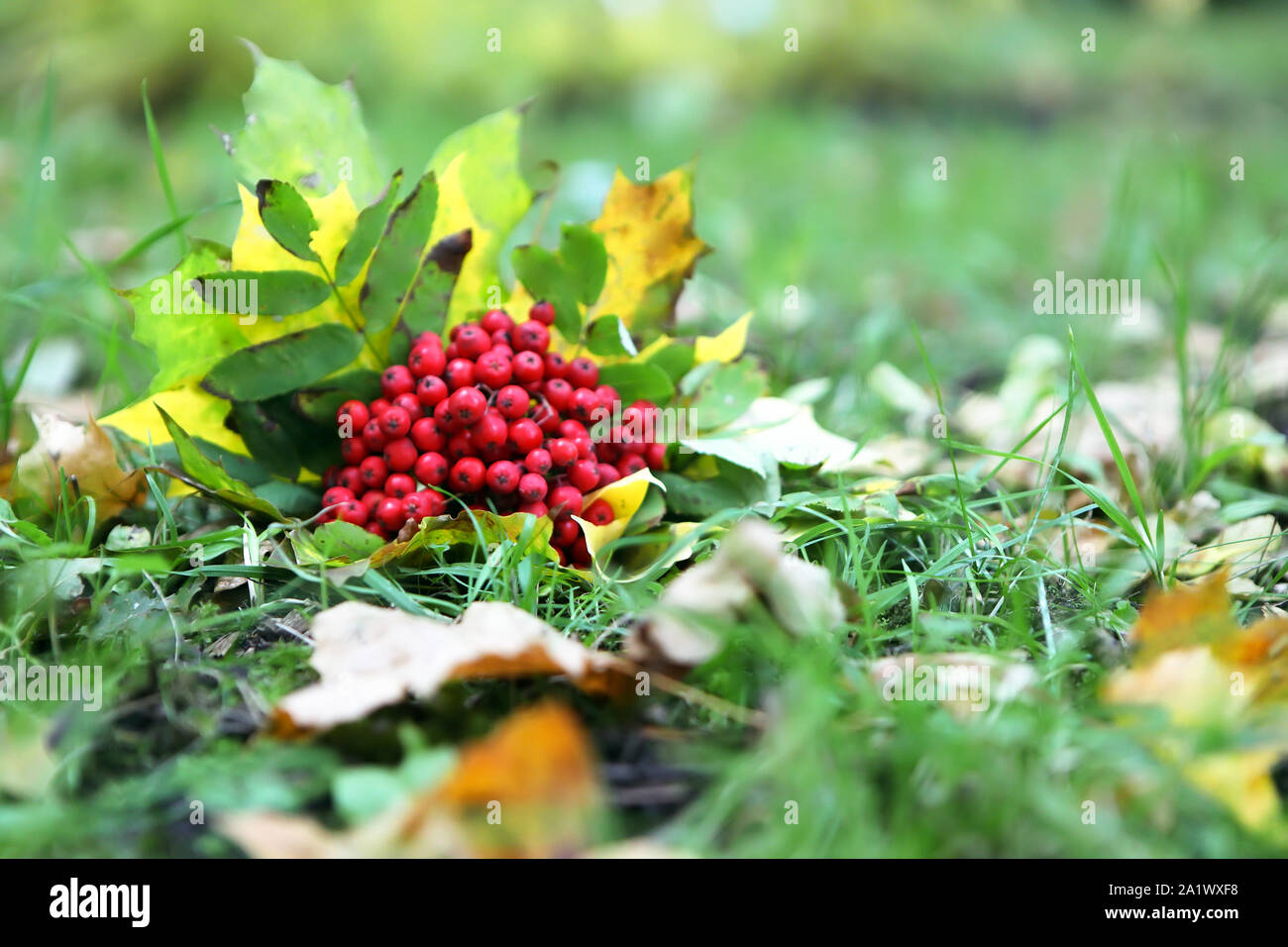 Floral still life with yellow rowan and orange sorbus in autumn colors ...
