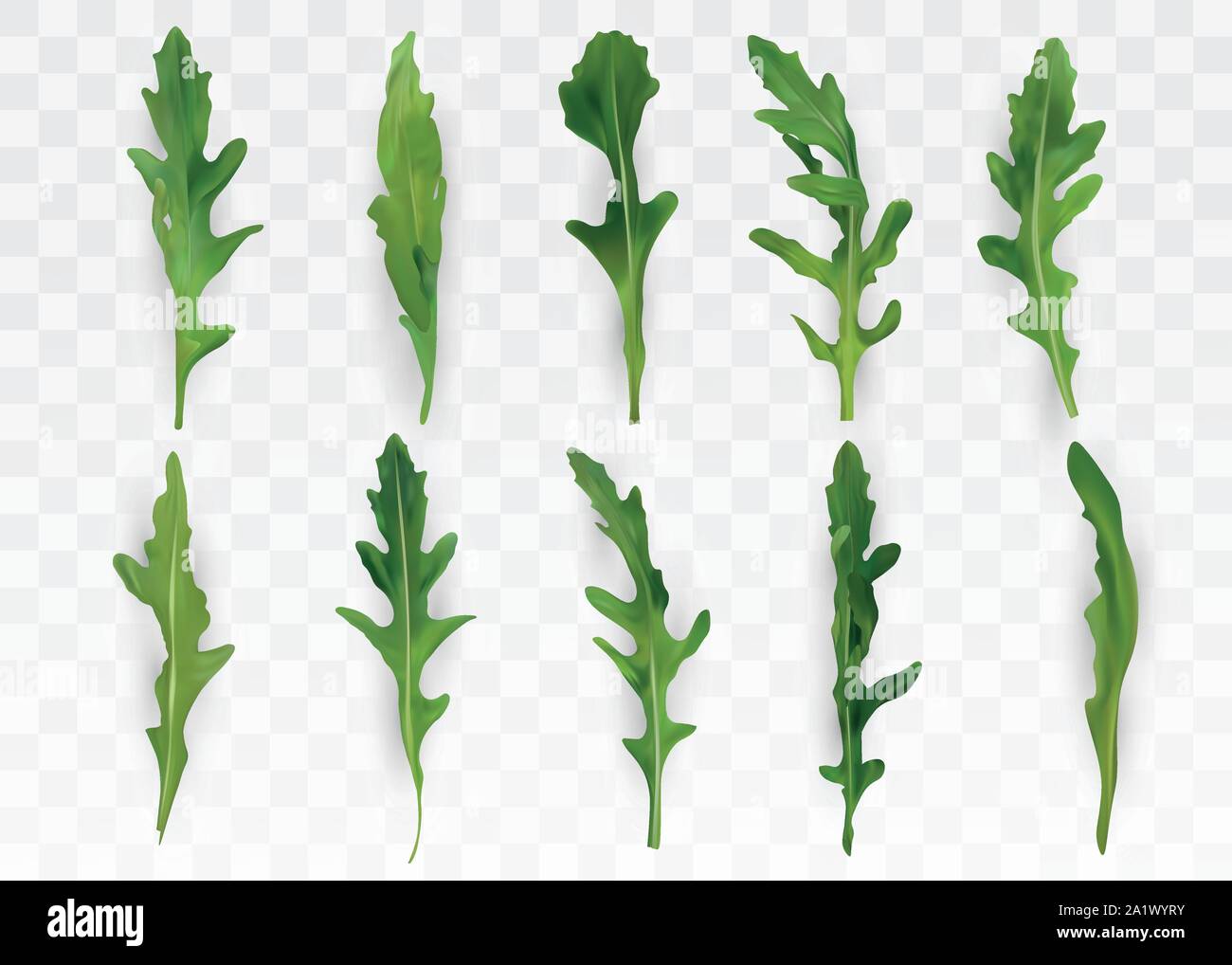 Green leaf arugula isolated on transparent background. Fresh salad or ...