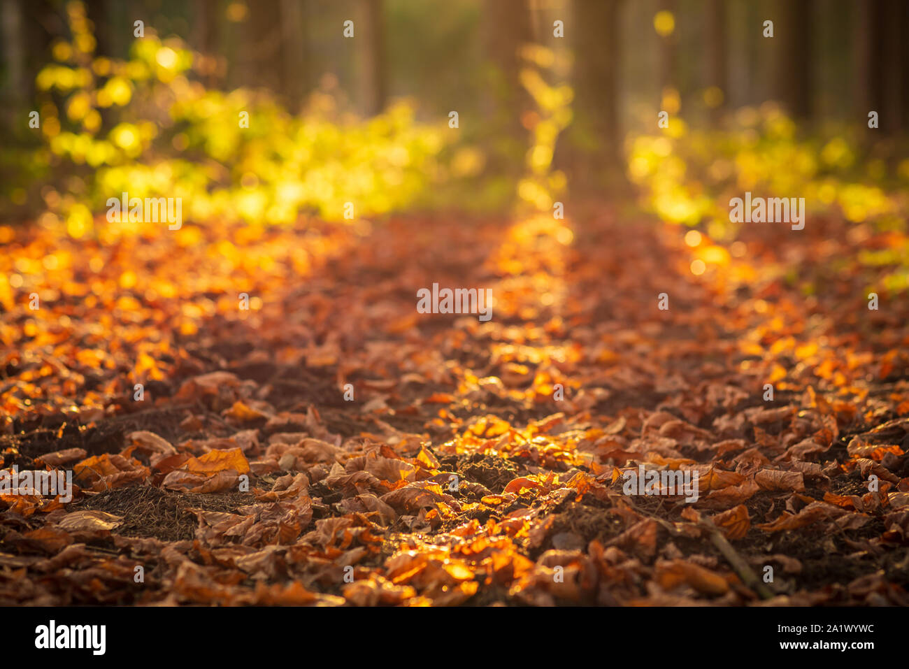 Autumn leaves in forest background Stock Photo - Alamy