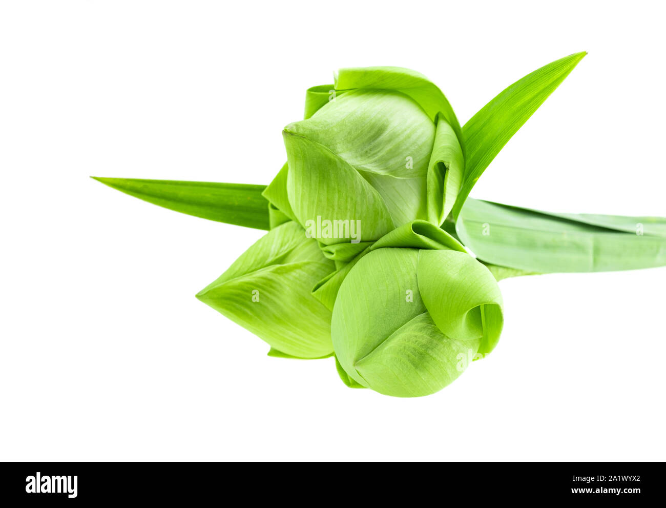 Fresh green lotus flower at white background, Scientific names are ...