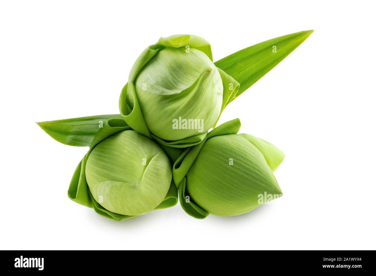 Fresh green lotus flower at white background, Scientific names are ...