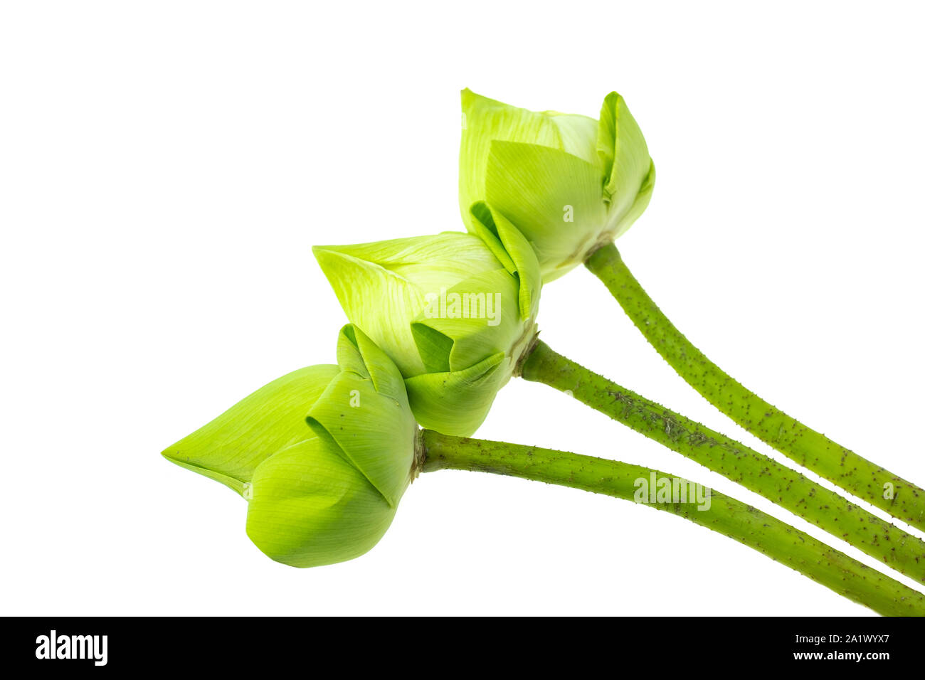 Fresh green lotus flower at white background, Scientific names are ...