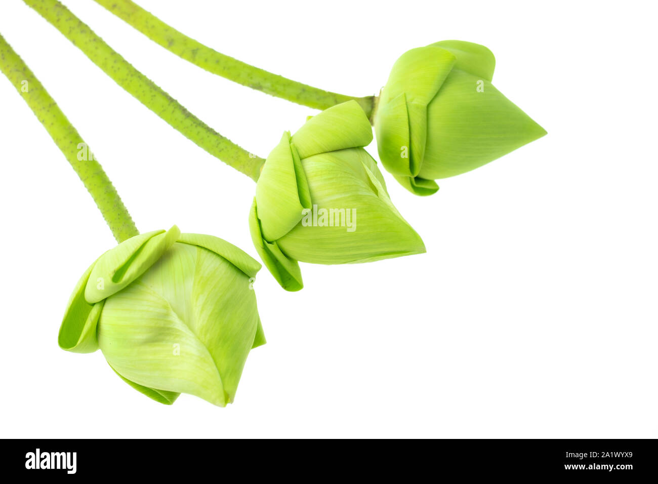 Fresh green lotus flower at white background, Scientific names are ...