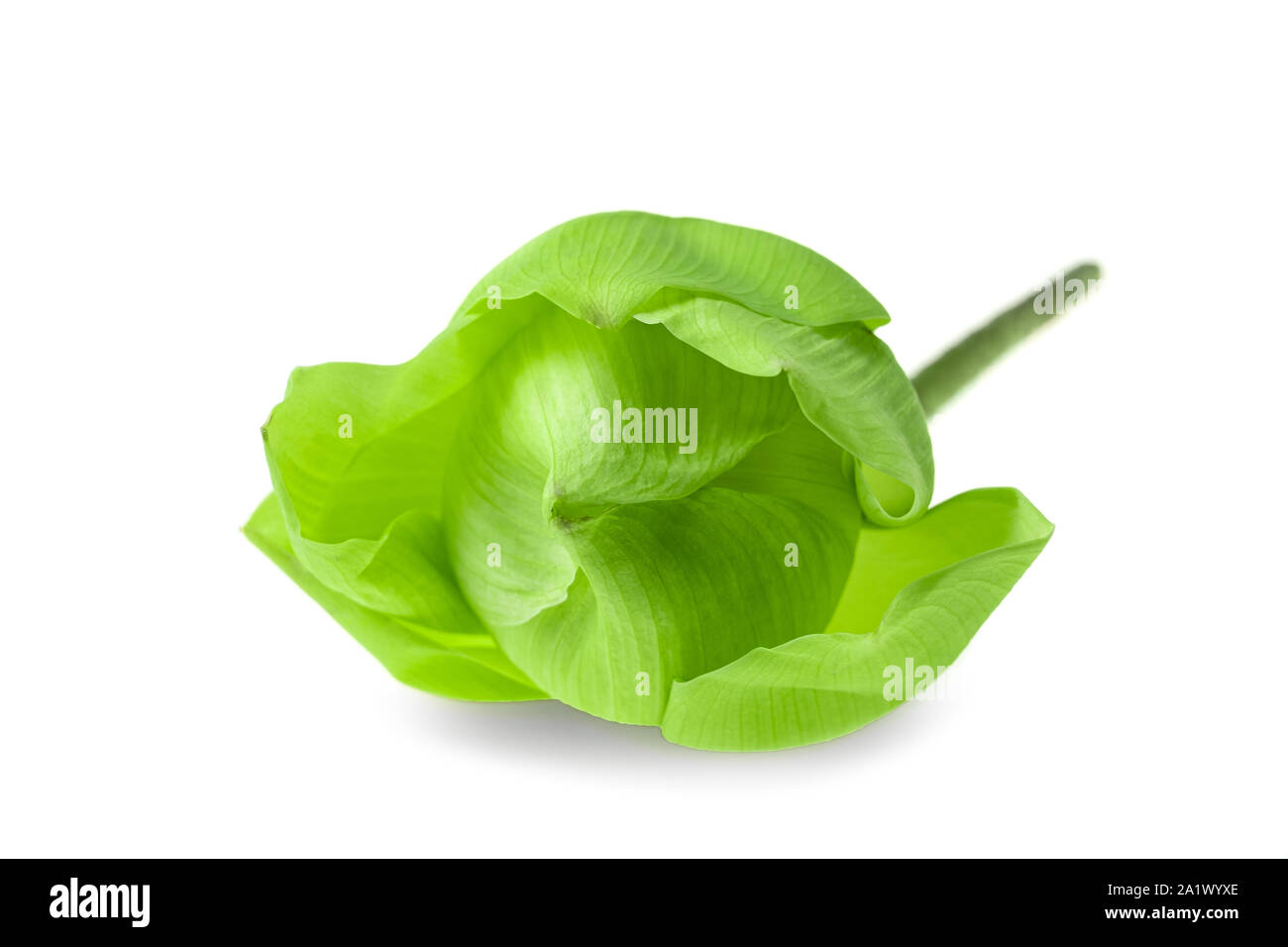 Fresh green lotus flower at white background, Scientific names are ...