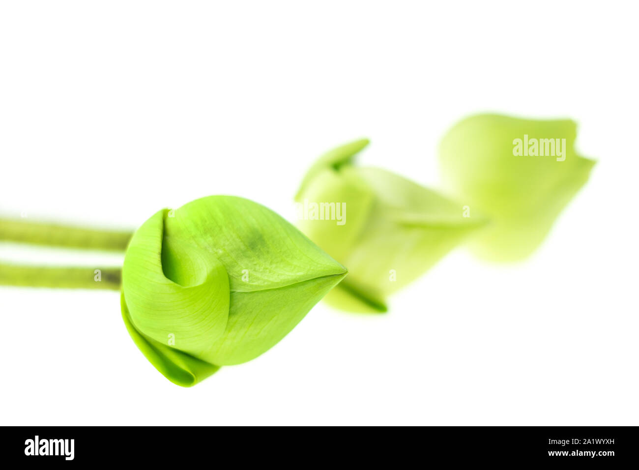 Fresh green lotus flower at white background, Scientific names are ...