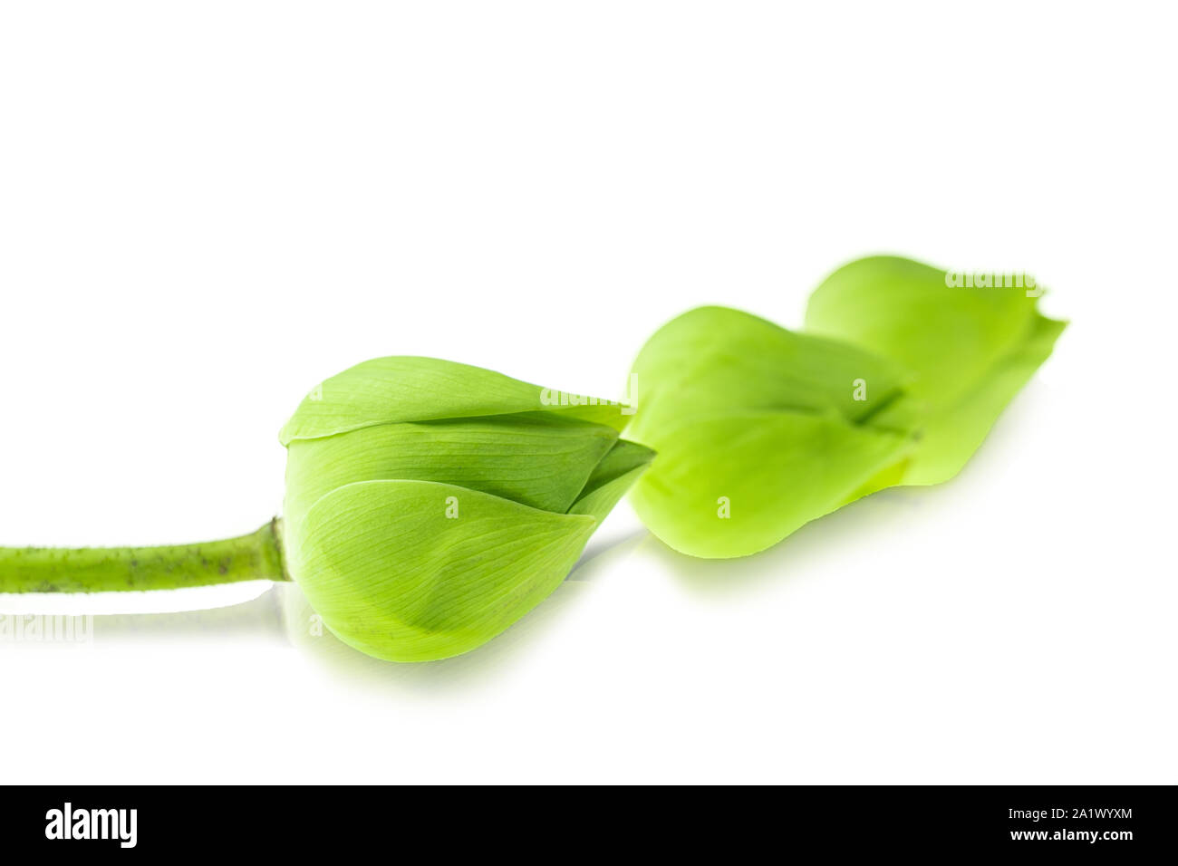 Fresh green lotus flower at white background, Scientific names are ...