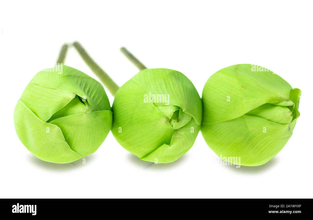 Fresh green lotus flower at white background, Scientific names are ...