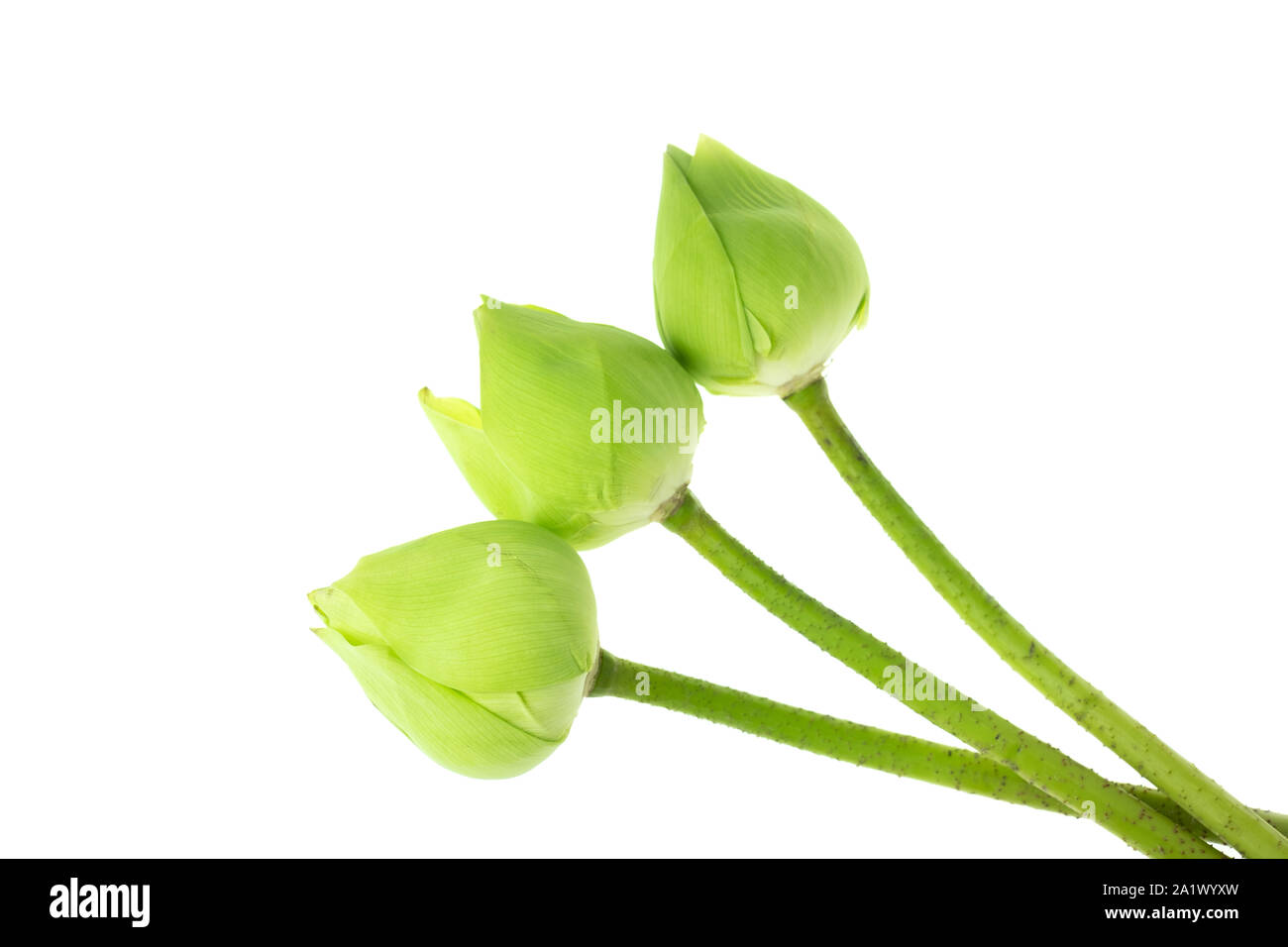 Fresh green lotus flower at white background, Scientific names are ...